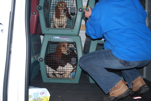 The girls have arrived! | All Bassets Cherished Basset Hound Rescue, Inc.