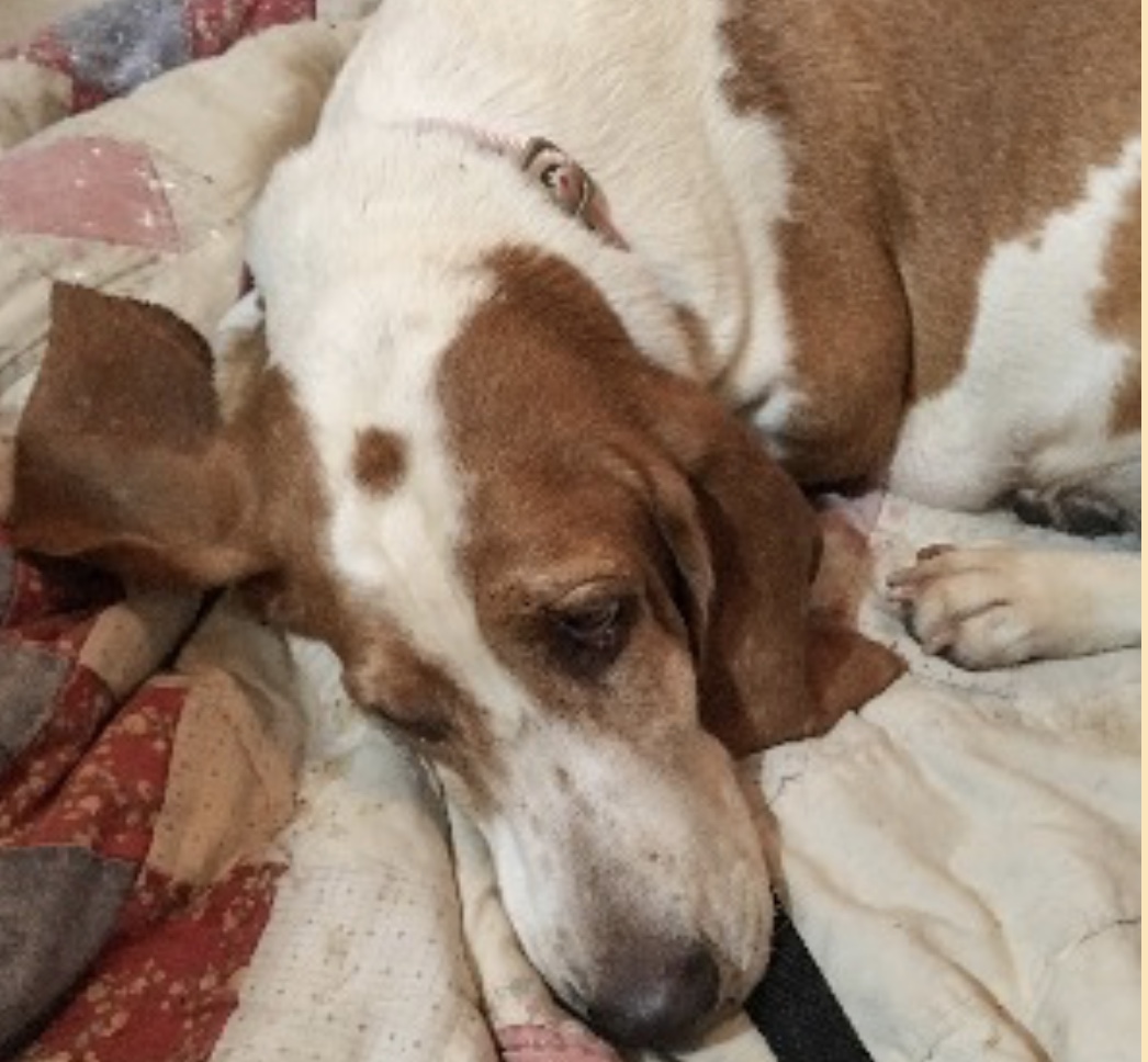 Queeny | All Bassets Cherished Basset Hound Rescue, Inc.