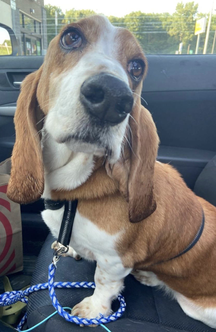 General | All Bassets Cherished Basset Hound Rescue, Inc.