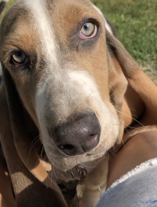 Sky | All Bassets Cherished Basset Hound Rescue, Inc.