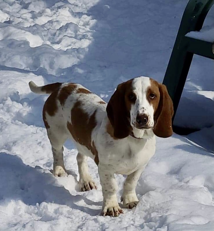 Sully | All Bassets Cherished Basset Hound Rescue, Inc.
